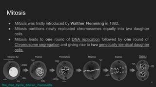 The Cell Cycle (Mitosis & Meiosis) by Shiven Trambadia | PPT