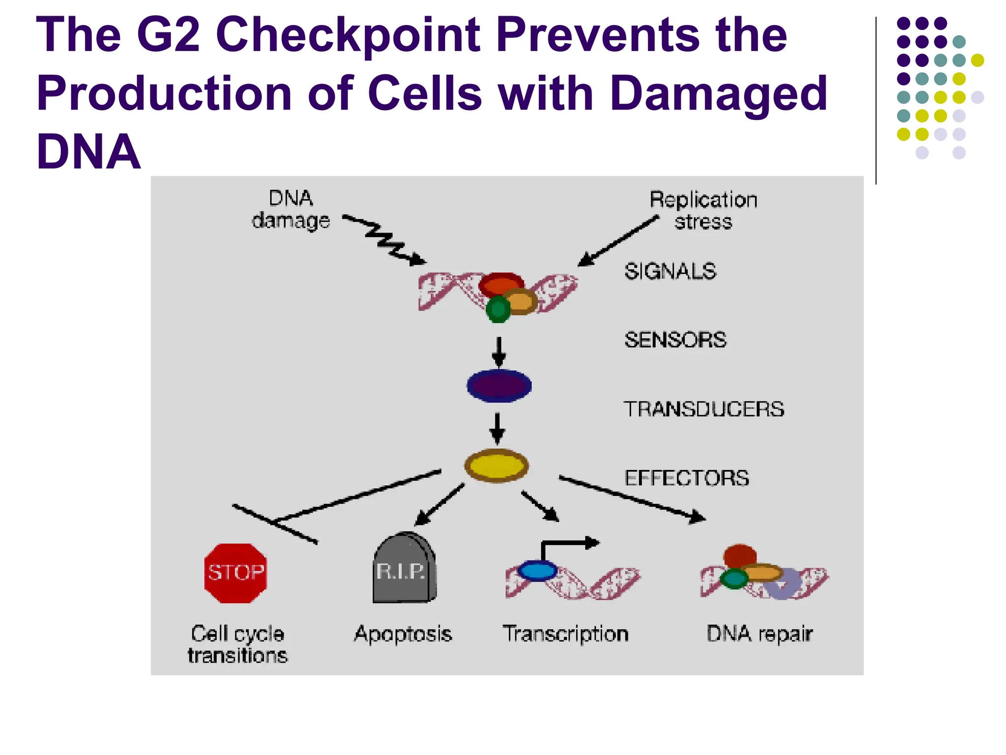 The Cell Cycle & Cancer.ppt appplied genetics | PPT