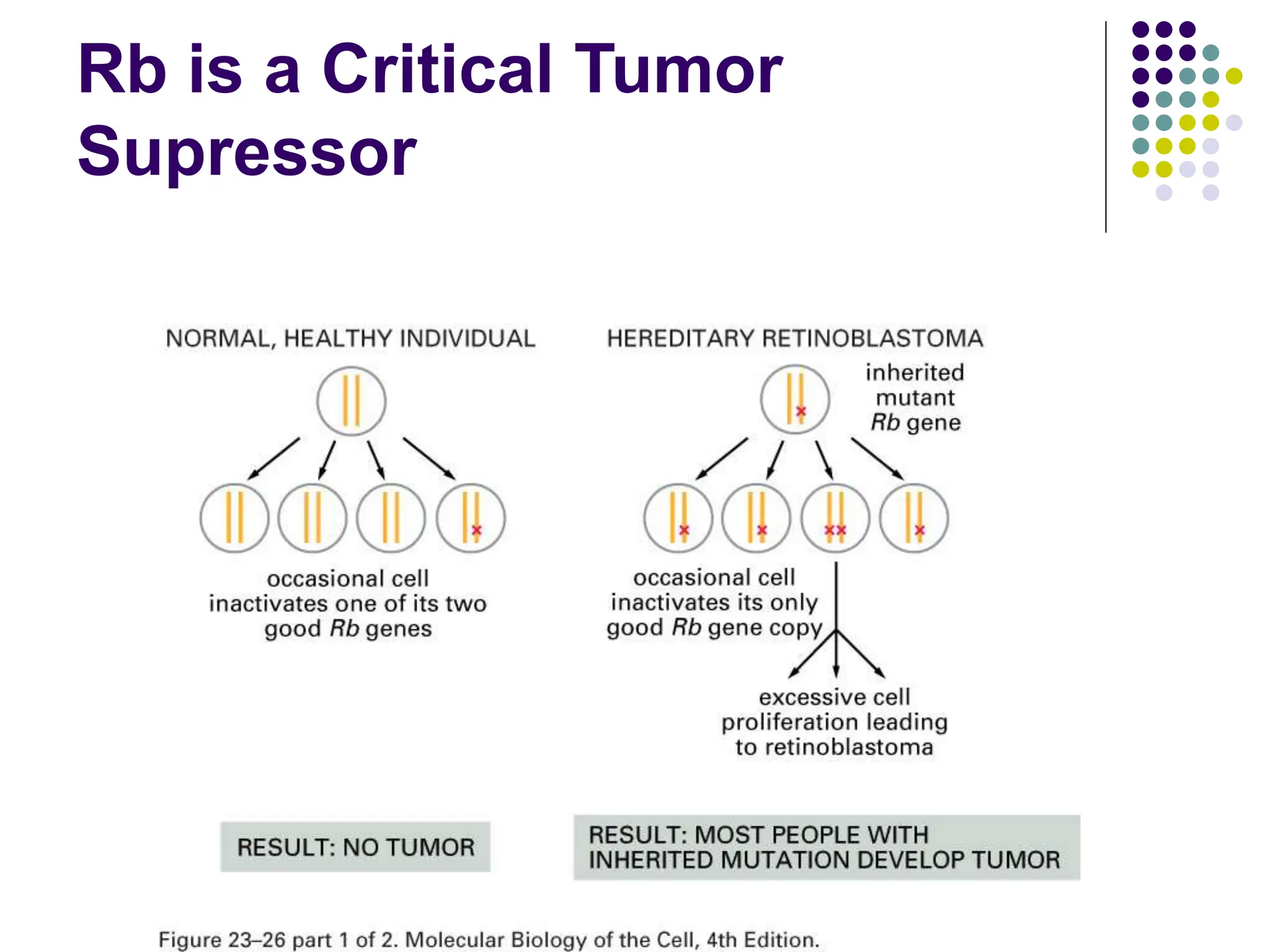 The Cell Cycle & Cancer.ppt appplied genetics | PPT