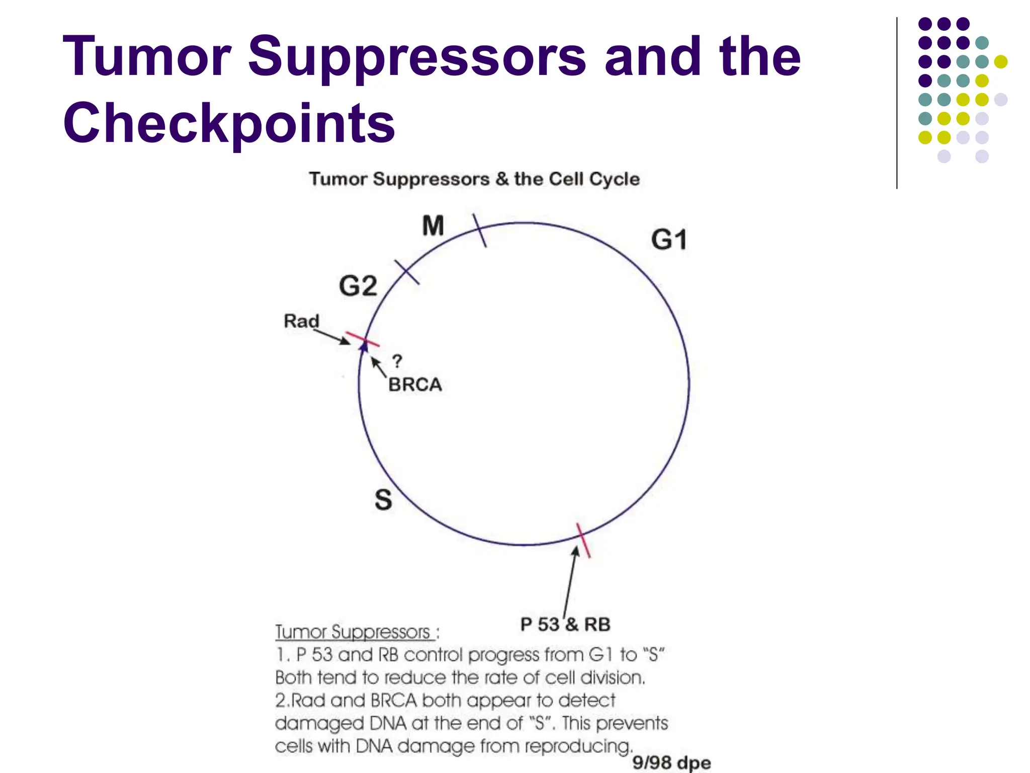 The Cell Cycle & Cancer.ppt appplied genetics | PPT