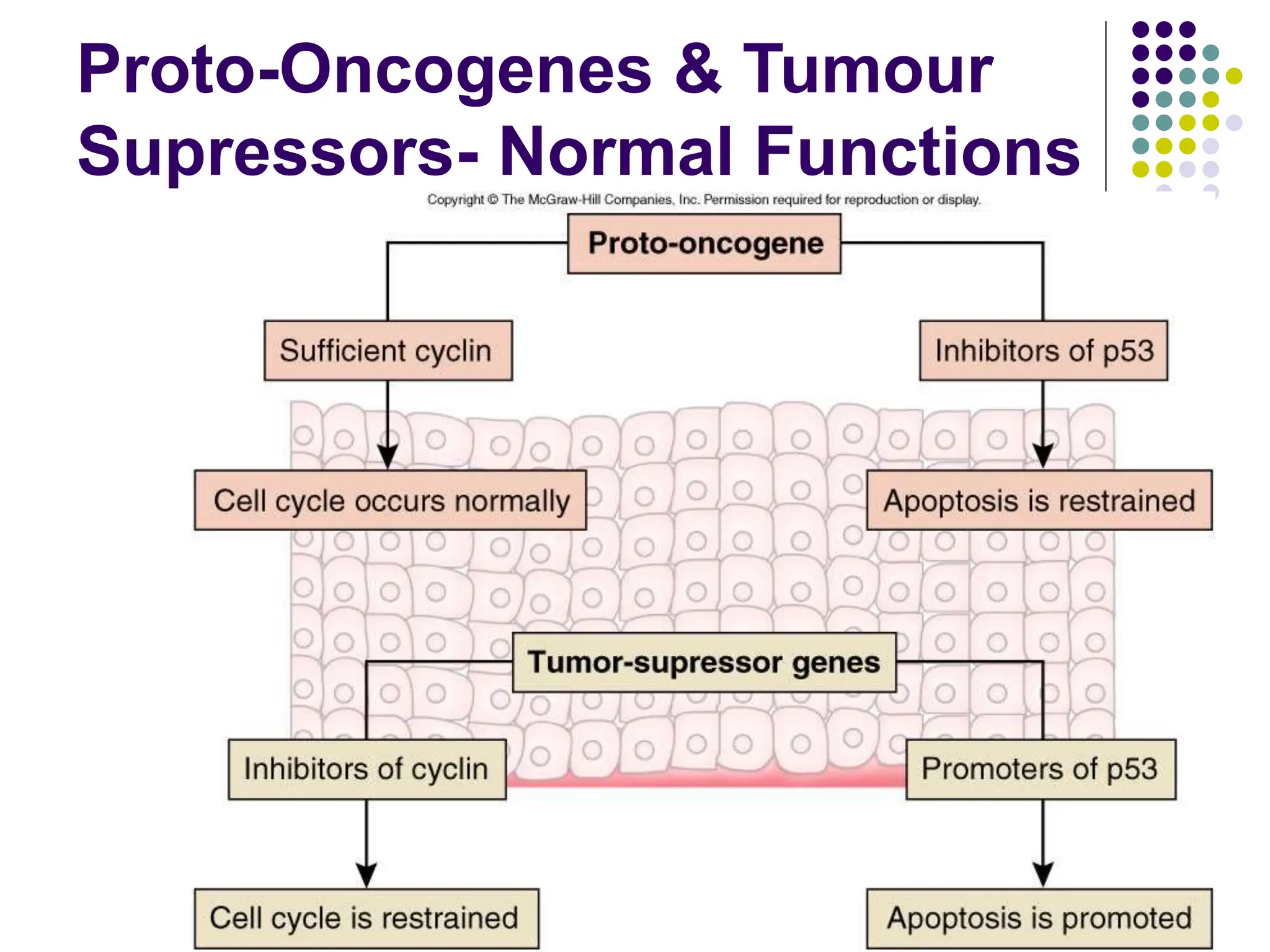 The Cell Cycle & Cancer.ppt appplied genetics | PPT