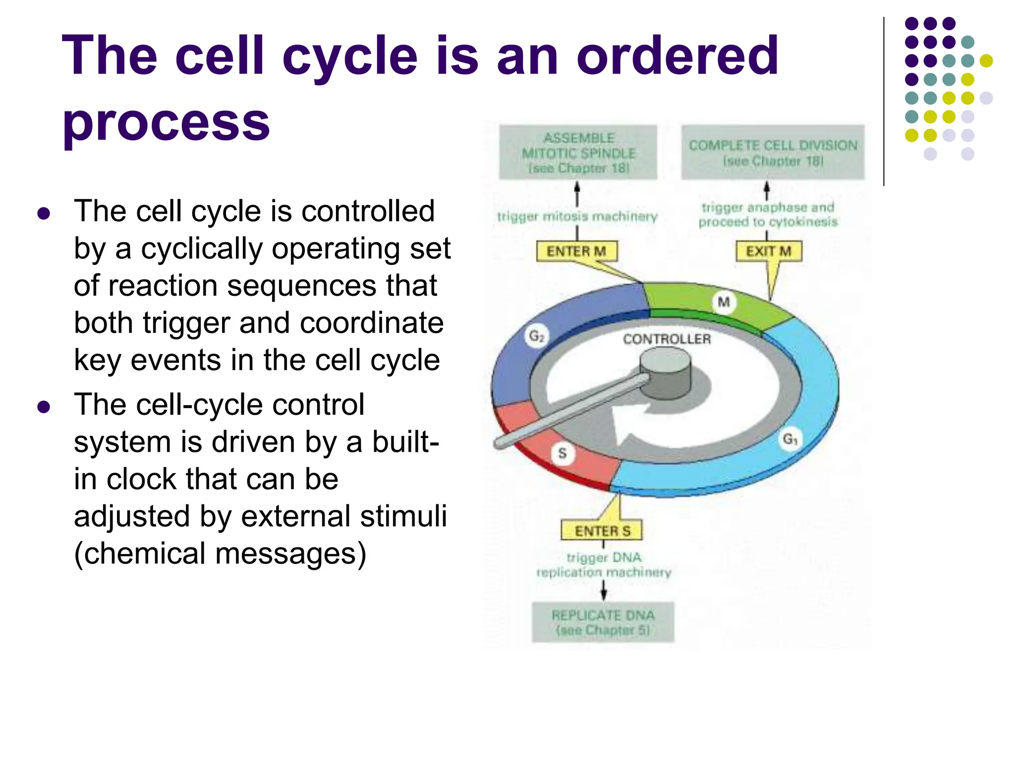 The Cell Cycle & Cancer.ppt appplied genetics | PPT