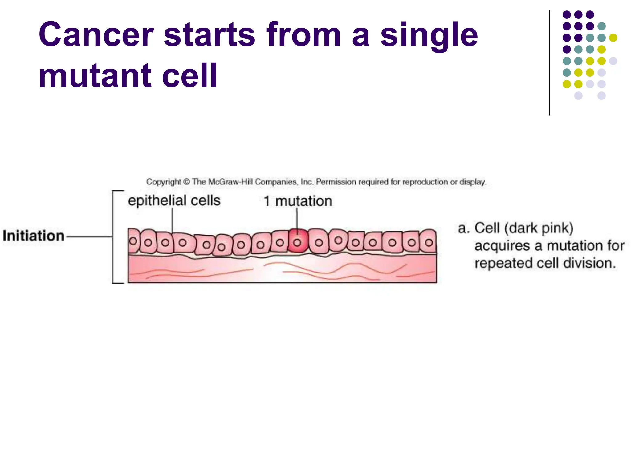 The Cell Cycle & Cancer.ppt appplied genetics | PPT