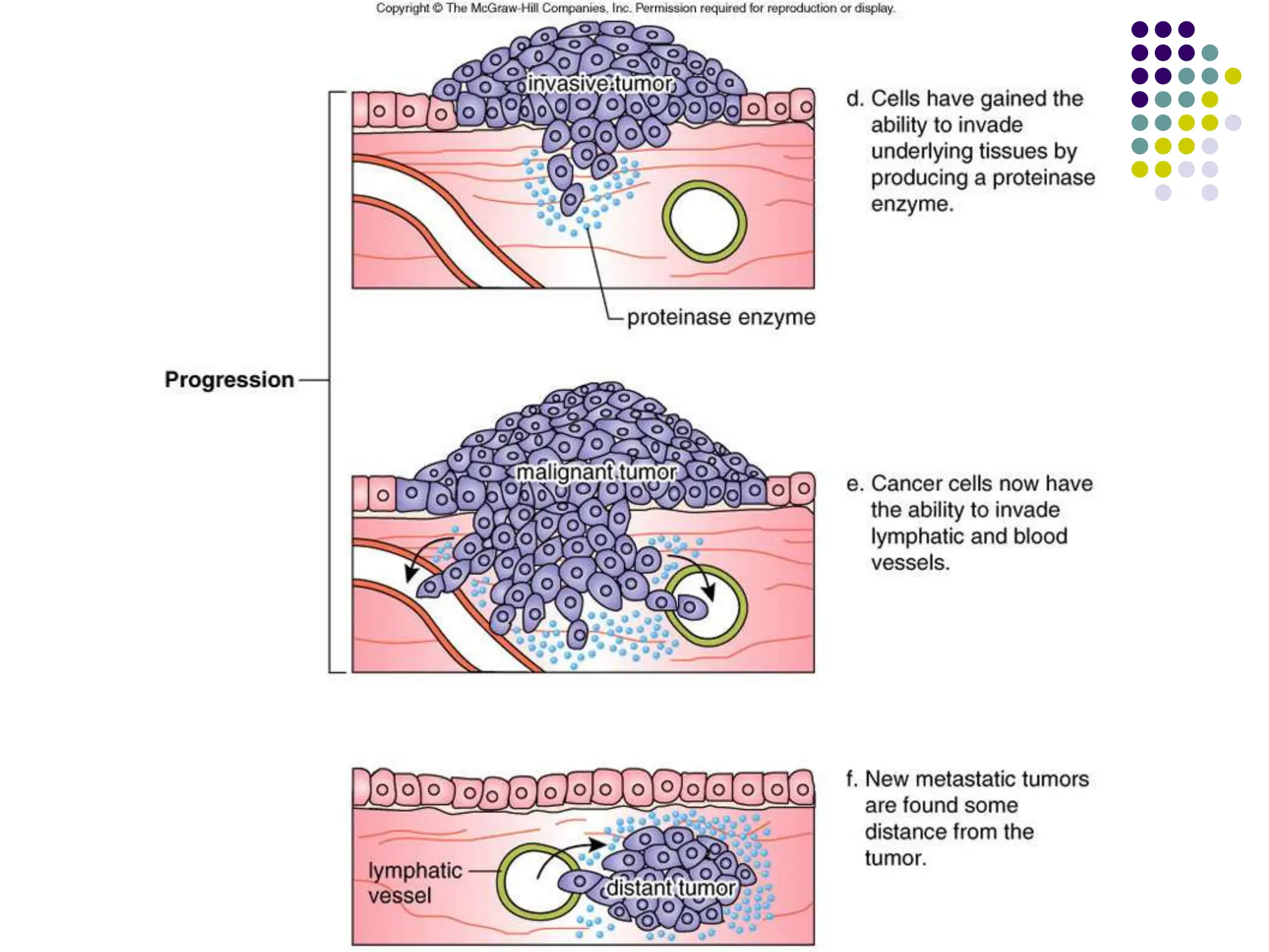 The Cell Cycle & Cancer.ppt appplied genetics | PPT