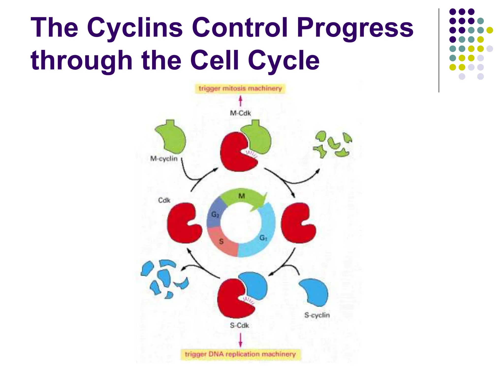 The Cell Cycle & Cancer.ppt appplied genetics | PPT