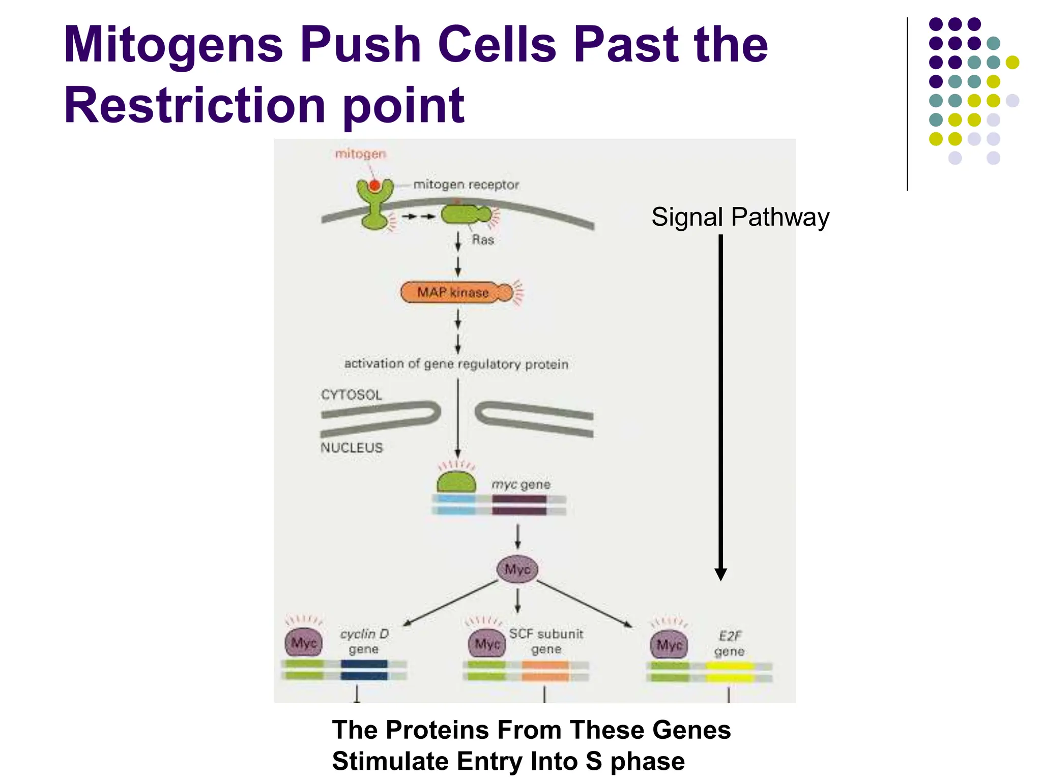 The Cell Cycle & Cancer.ppt appplied genetics | PPT