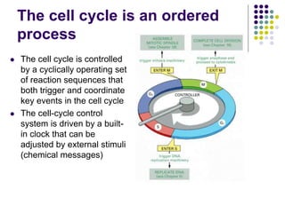 The Cell Cycle & Cancer.ppt appplied genetics | PPT