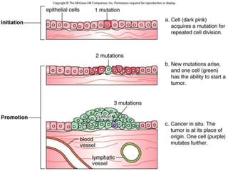 The Cell Cycle & Cancer.ppt appplied genetics | PPT