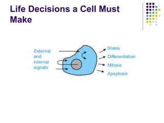 The Cell Cycle & Cancer.ppt appplied genetics | PPT