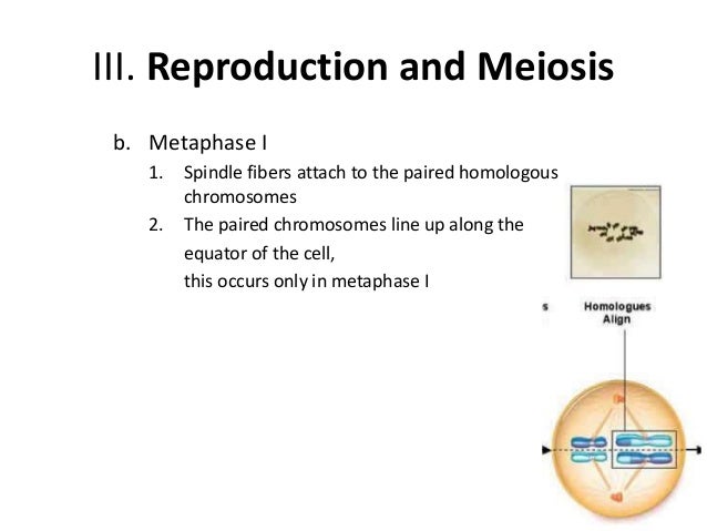 Binary fission vs mitosis spindle - jumpAslo