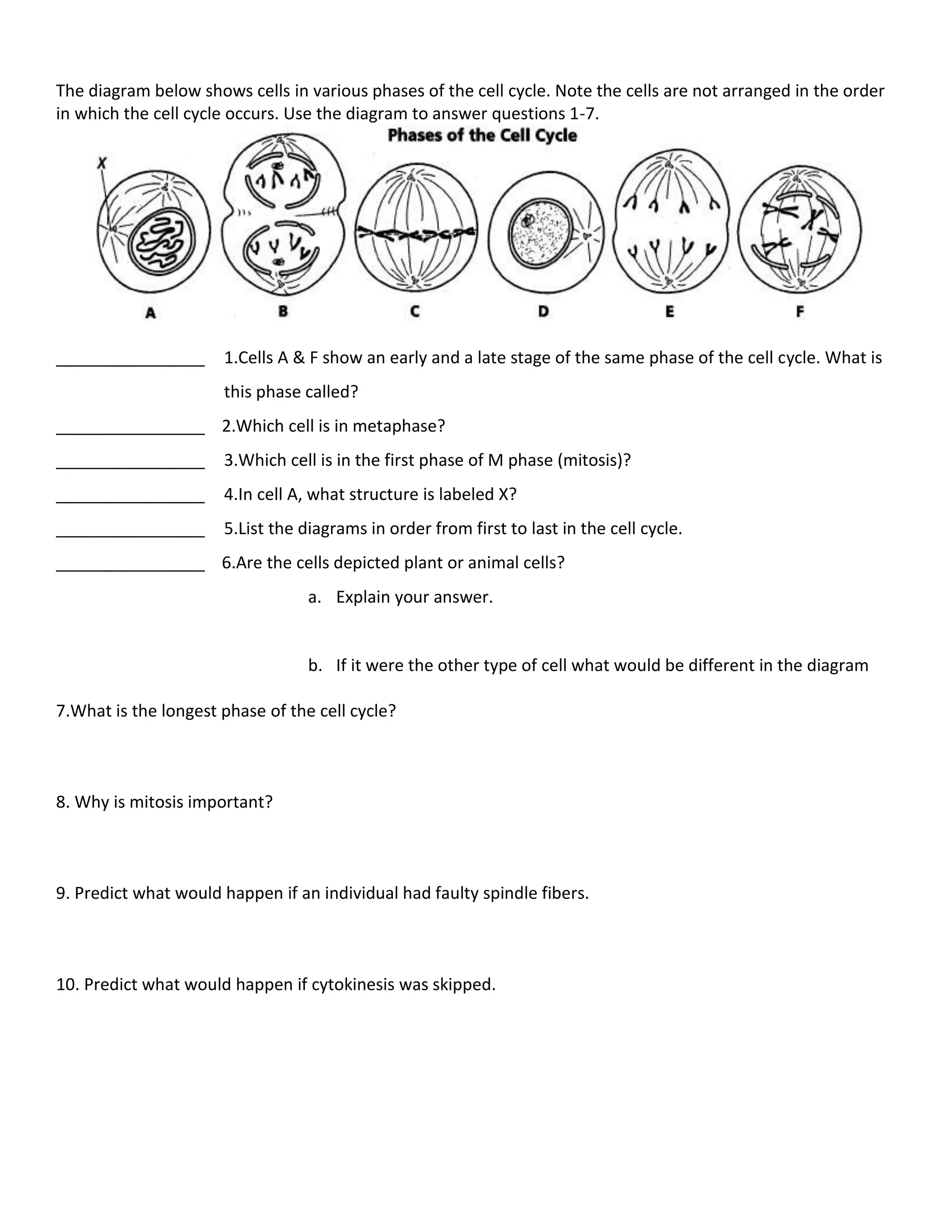 4th quarter The Cell Cycle Worksheet.doc | Biological Sciences | Science