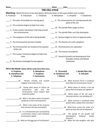 4th quarter The Cell Cycle Worksheet.doc | Biological Sciences | Science