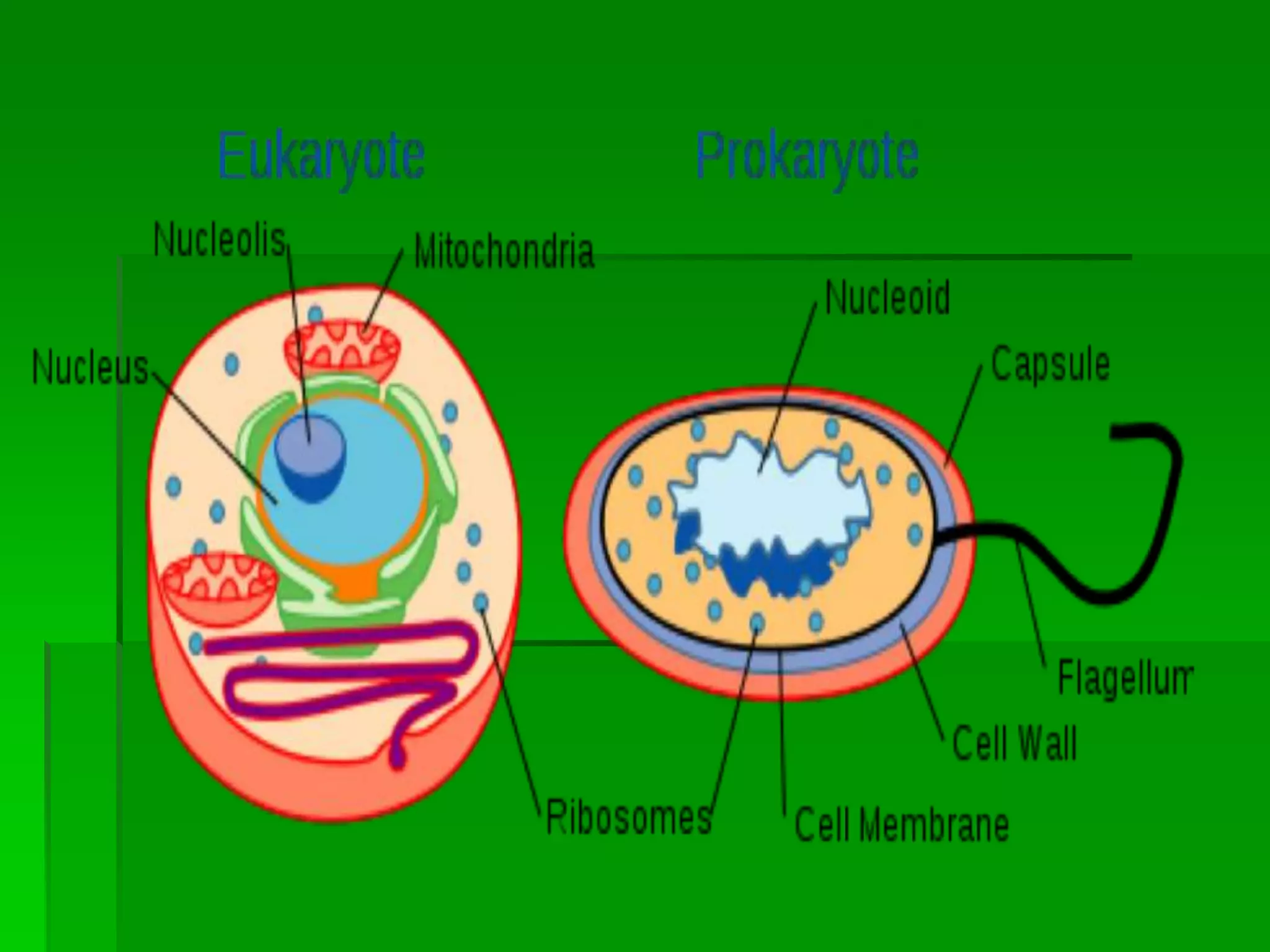 The cell factory ppt | PPTX