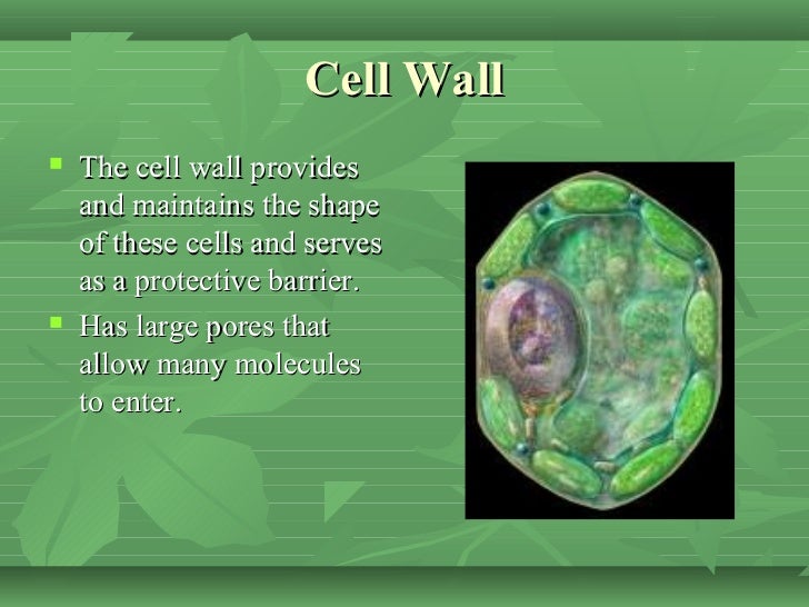 Cell Wall Analogy