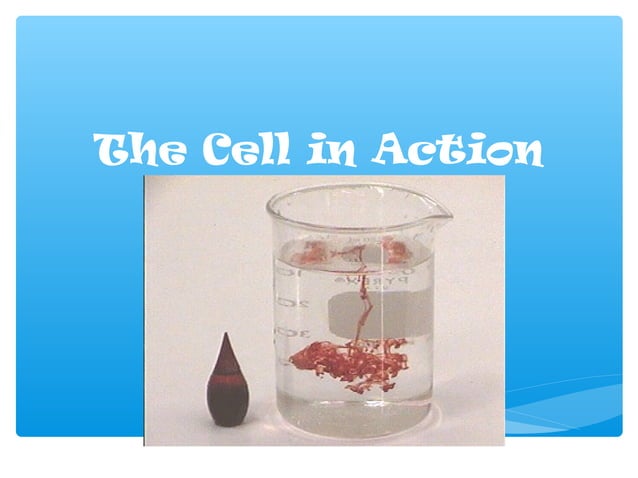 The cell in action | PPT