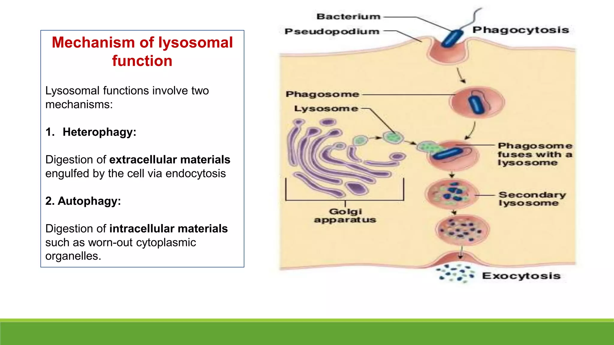 The cell its organells and their functions | PPTX