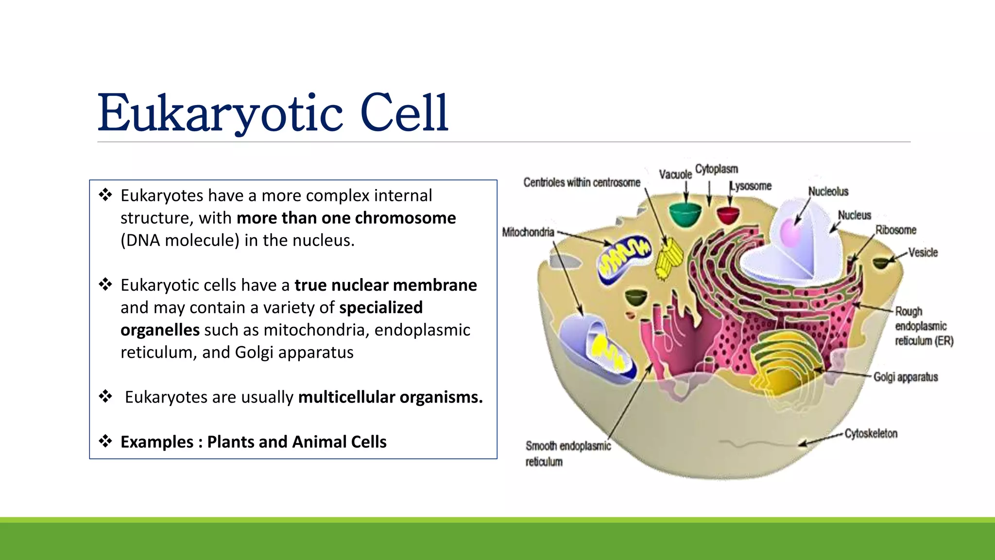 The cell its organells and their functions | PPTX