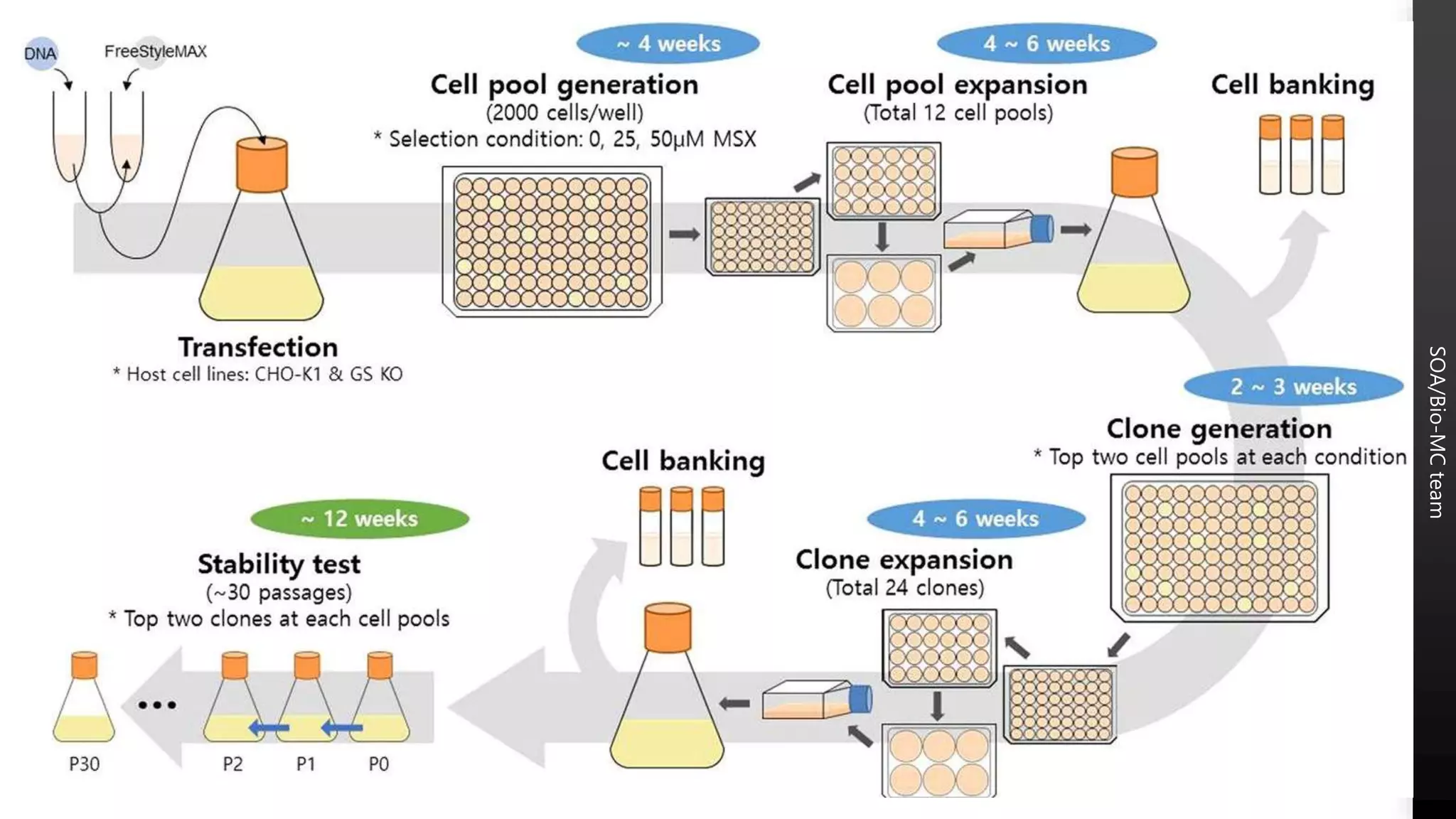 The cell line integrity | PPT