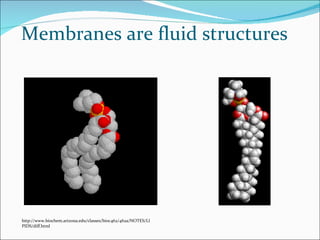The cell membrane | PPT