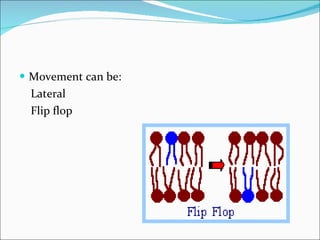The cell membrane | PPT