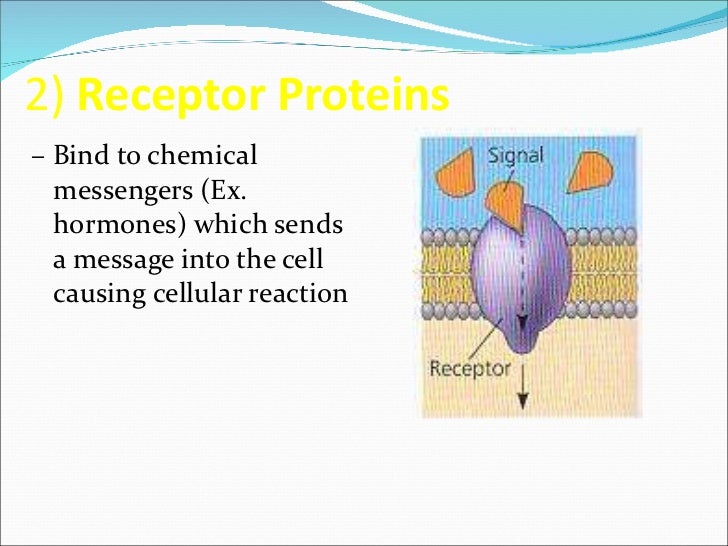 Receptor Protein In Cell Membrane