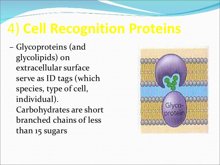 Cell Recognition Proteins