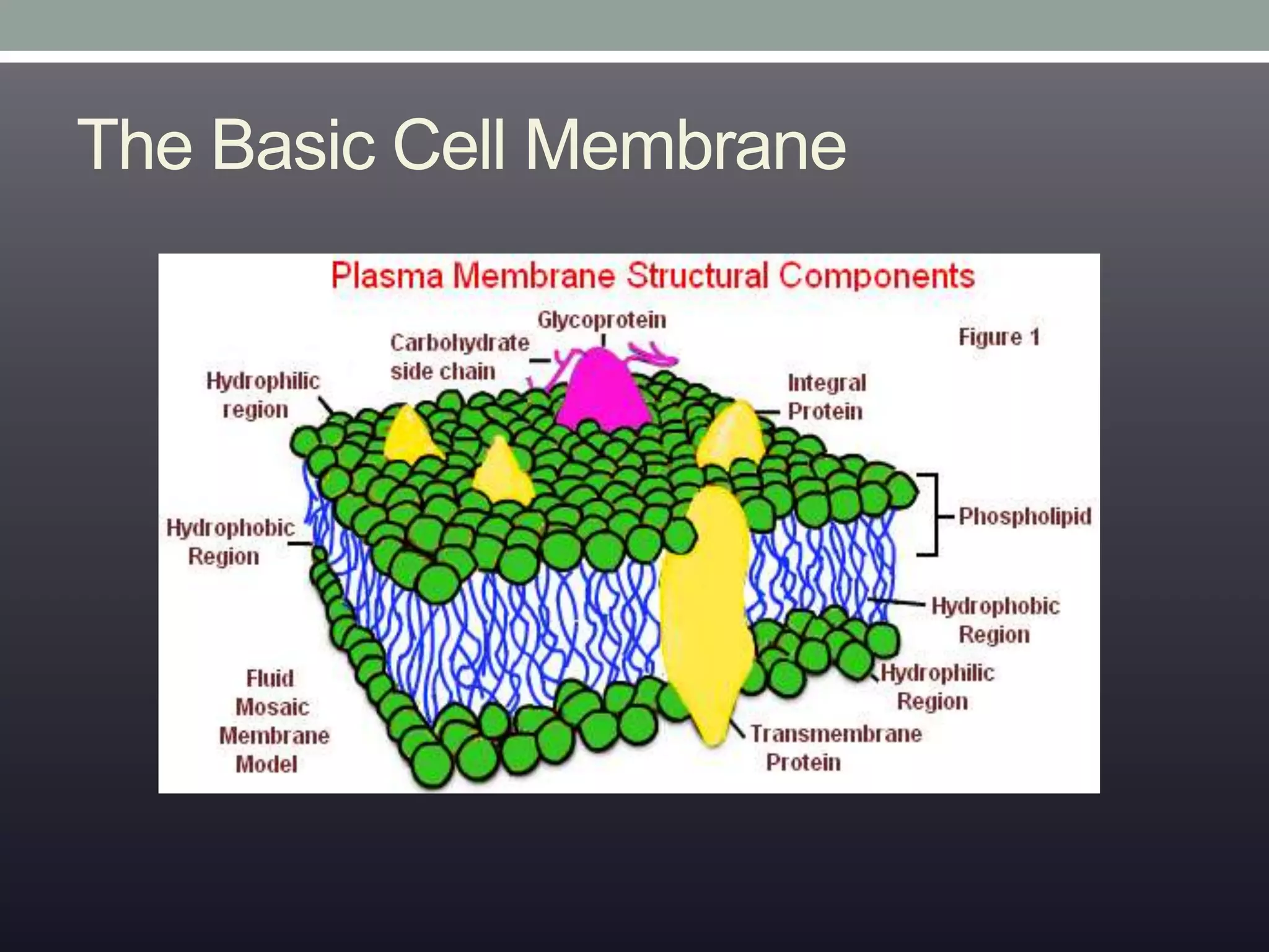The cell membrane | PPTX
