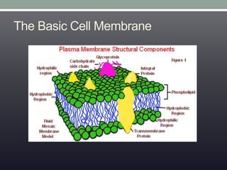 The cell membrane | PPTX | Biological Sciences | Science