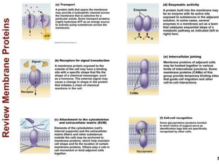 Histology Made Easy: The cell membrane; Semi permeable membrane; fluid ...