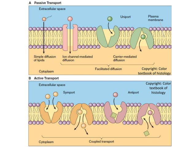 Histology Made Easy: The cell membrane; Semi permeable membrane; fluid ...