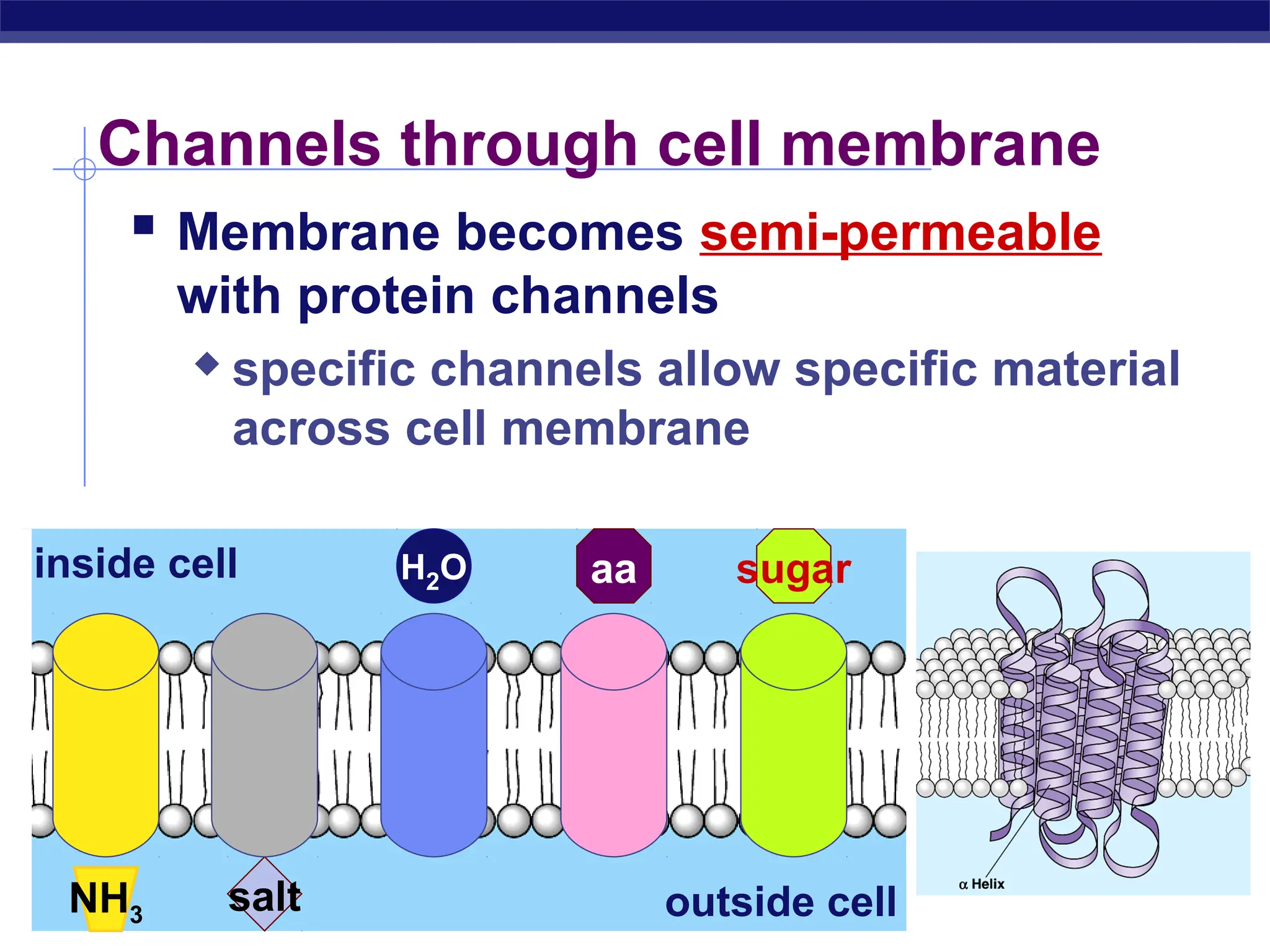 the cell membrane-structure and transportation.pdf