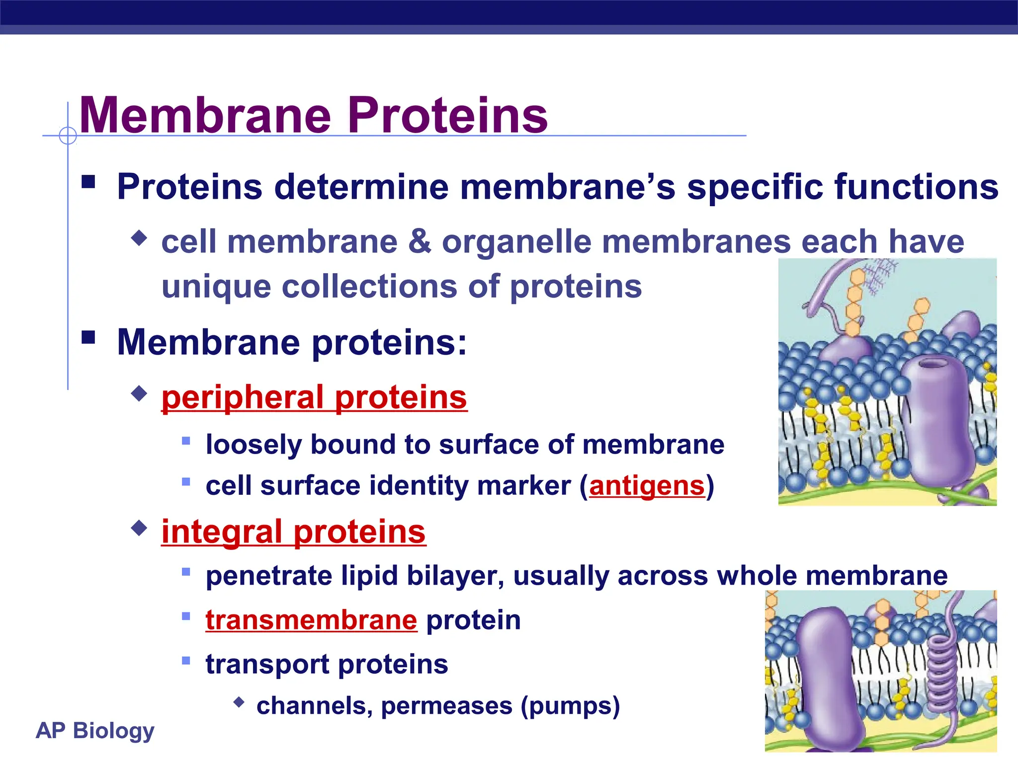 the cell membrane-structure and transportation.pdf