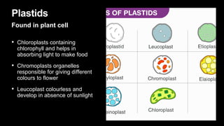 The cell organelles and their functions | PPTX