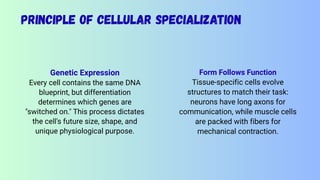 ROLE OF CELL IN HUMAN TISSUEPRESENTATION | PDF