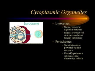 The Cellular Basis of Life.ppt