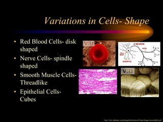 The Cellular Basis of Life.ppt