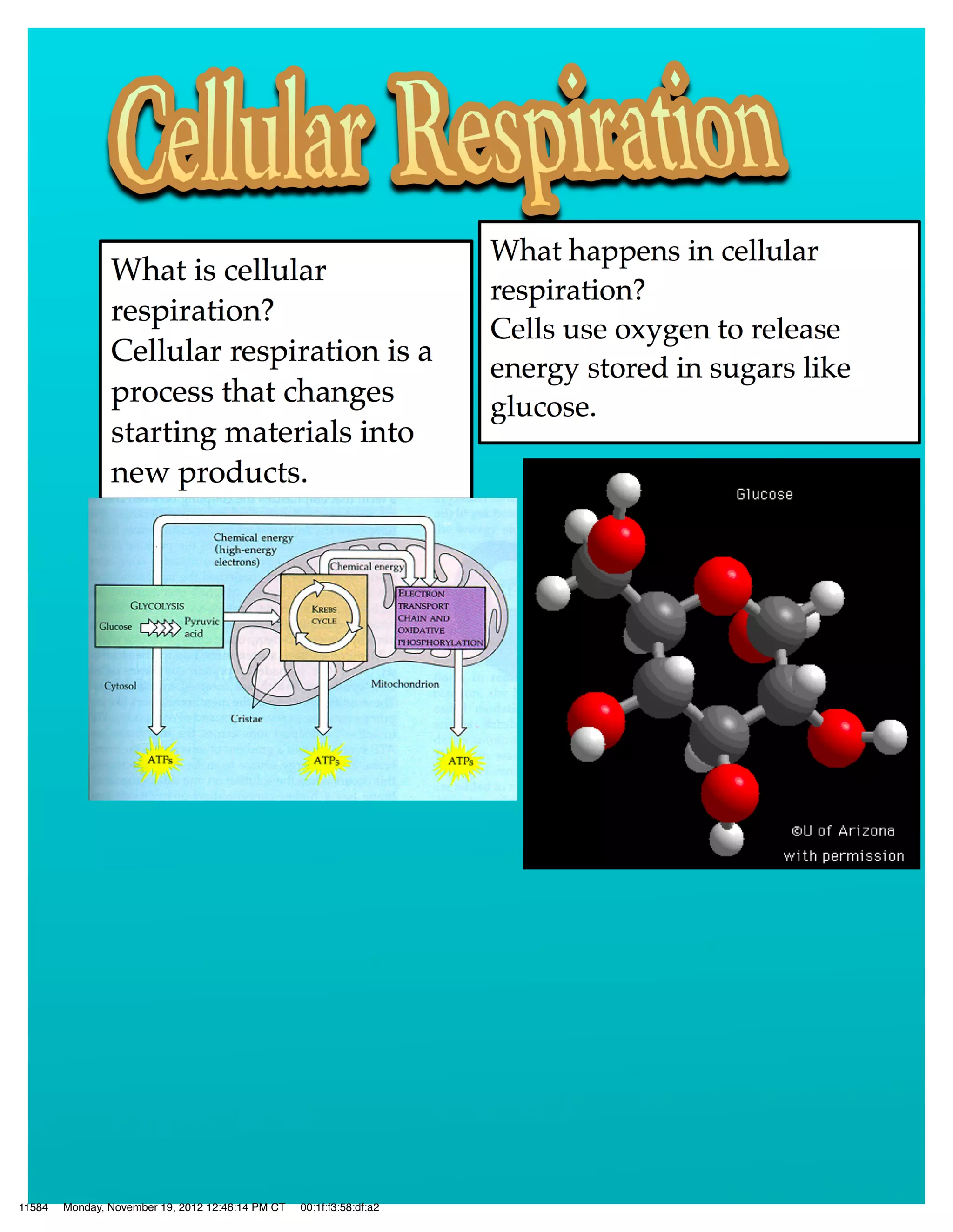 The cellular respiration system and photosynthesis | PDF