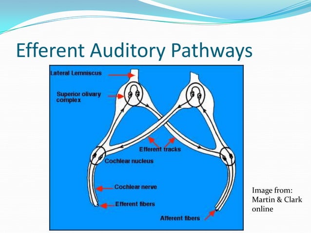 The central auditory system | PPTX