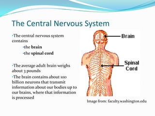 The central auditory system | PPTX