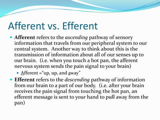 The central auditory system | PPTX