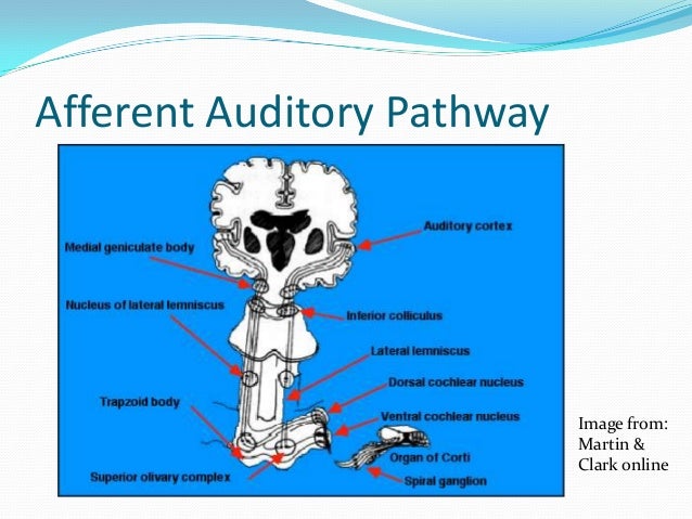 The central auditory system