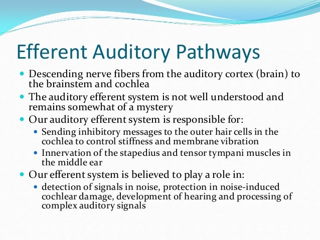 The central auditory system