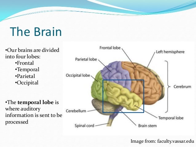 The central auditory system