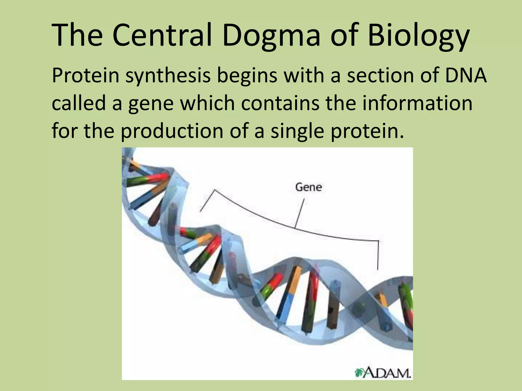 The central dogma | PPTX