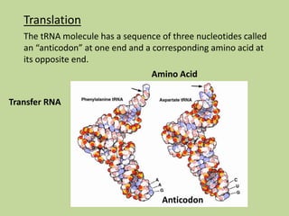The central dogma | PPT | Free Download