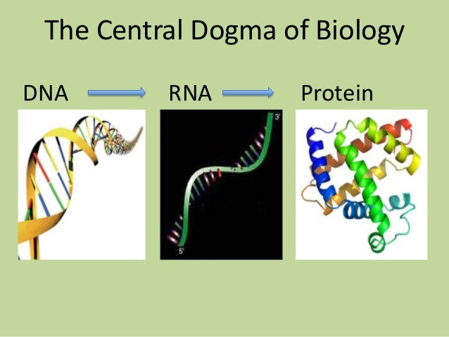 The central dogma