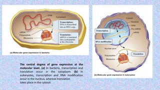 The Central Dogma.pptx