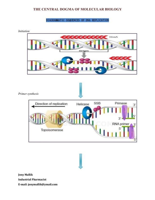 The central dogma of molecular biology | PDF