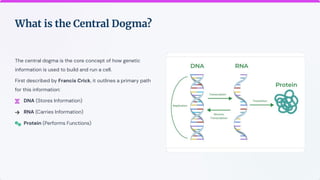 The Central Dogma of Molecular Biology (Colorful) (1).pdf