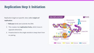 The Central Dogma of Molecular Biology (Colorful) (1).pdf